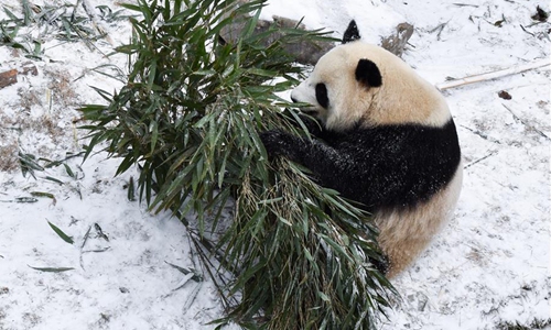 Giant pandas play in snow at Xining Panda House in NW China - Global Times