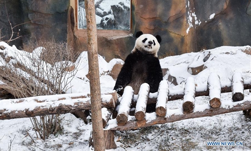 Giant pandas play in snow at Xining Panda House in NW China - Global Times