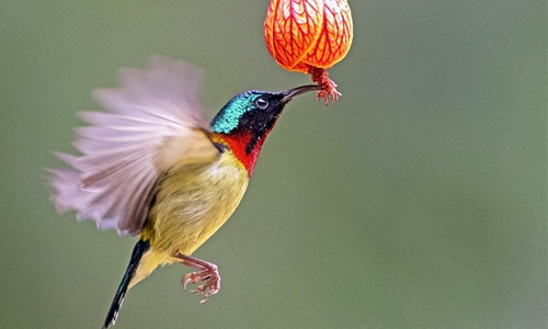 Fork-tailed sunbirds eat nectar at West Lake Park in Fuzhou - Global Times