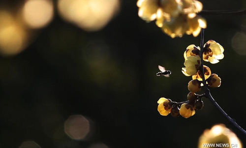 Wintersweet flowers seen in Meiyuan garden in Wuxi - Global Times