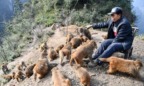 "Monkey King" and his primate pals - Global Times