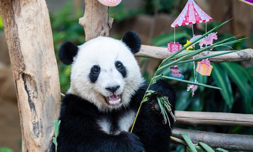 Giant Panda "Yi Yi" celebrates second birthday in Malaysia - Global Times