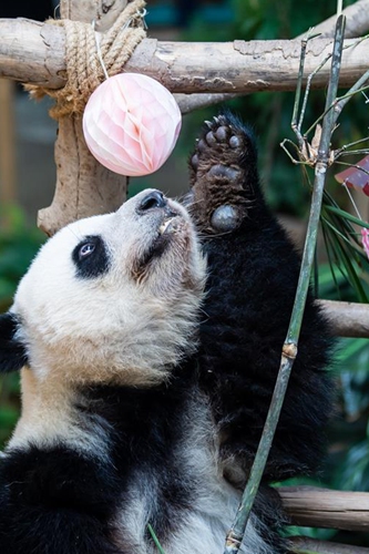 Giant Panda "Yi Yi" celebrates second birthday in Malaysia - Global Times