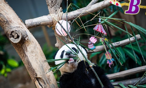 Giant Panda "Yi Yi" celebrates second birthday in Malaysia - Global Times