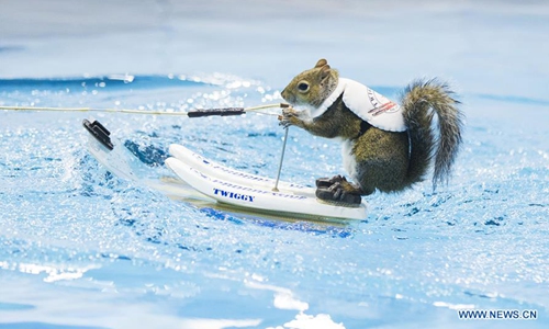 Squirrels perform water-skiing in Toronto - Global Times