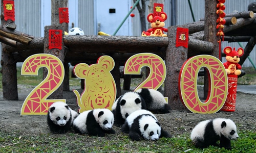 Embrace the new year with panda cubs - Global Times