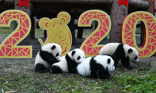 Embrace the new year with panda cubs - Global Times
