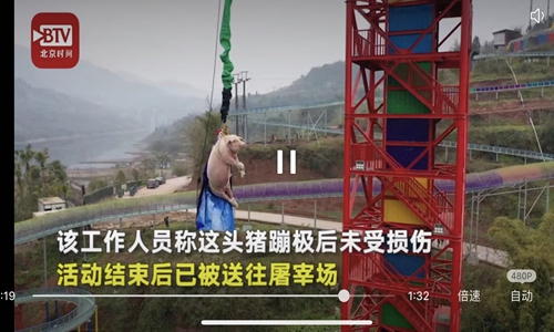 Tourism site slammed for forcing pig to bungee jump - Global Times