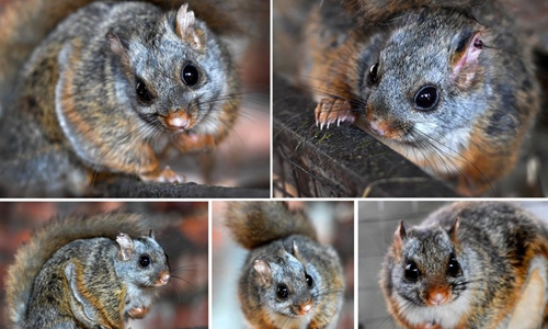 Flying squirrels bring new life to villagers in NW China - Global Times