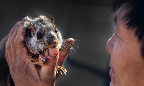 Flying squirrels bring new life to villagers in NW China - Global Times