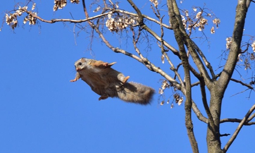 Flying squirrels bring new life to villagers in NW China - Global Times