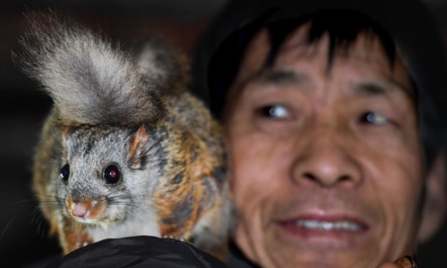 Flying squirrels bring new life to villagers in NW China - Global Times