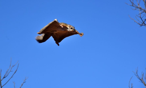 Flying squirrels bring new life to villagers in NW China - Global Times