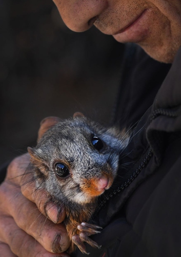 Flying squirrels bring new life to villagers in NW China - Global Times