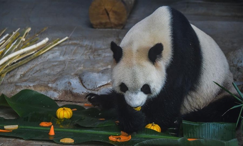 Staff members make dumpling-shaped food for giant pandas in Haikou ...