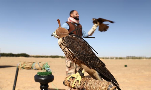 Falcon show held in Giza province, Egypt - Global Times