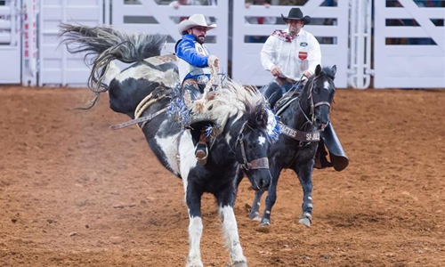 Highlights of Fort Worth Stock Show and Rodeo 2020 - Global Times