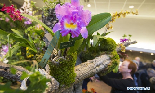 Orchid show held at Toronto Botanical Garden - Global Times