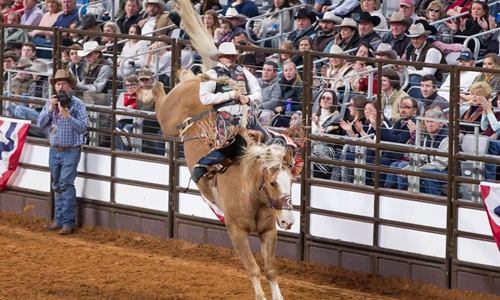 Highlights of Fort Worth Stock Show and Rodeo 2020 - Global Times
