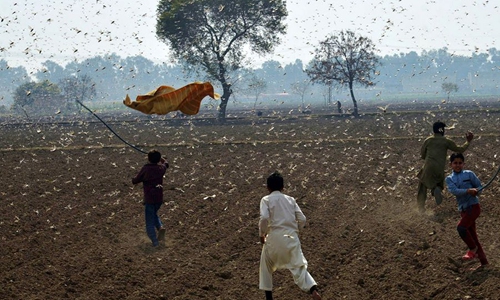 Pakistan to establish national cell against rising locust threat ...
