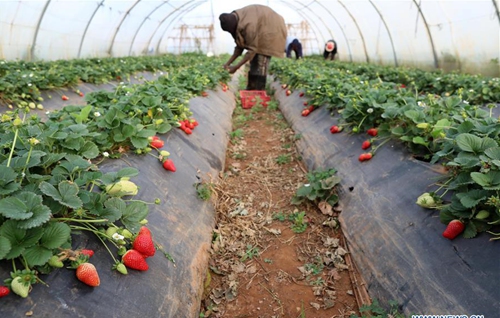 Workers harvest strawberries in farm in Algeria - Global Times