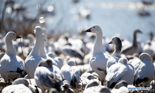 US wildlife habitat sees earlier snow goose migration amid weather ...