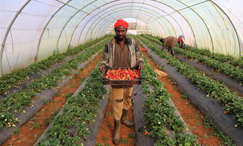 Workers harvest strawberries in farm in Algeria - Global Times