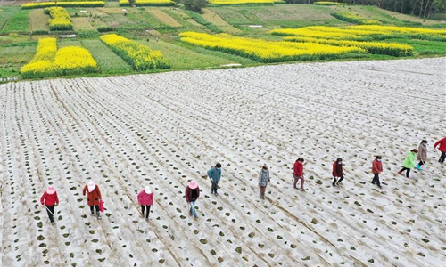 In pics: spring farming acorss China - Global Times