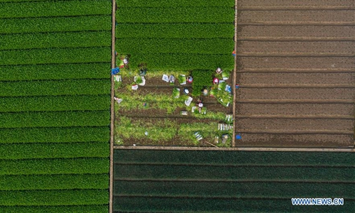 People busy with farm work as farming season comes - Global Times