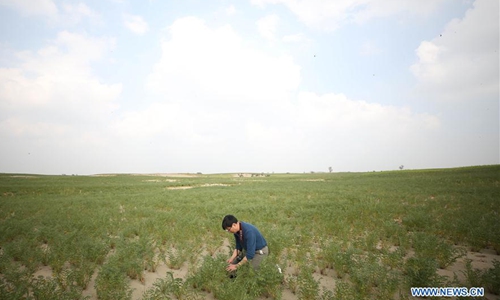 China to help Pakistan counter locust attacks: Chinese experts - Global ...
