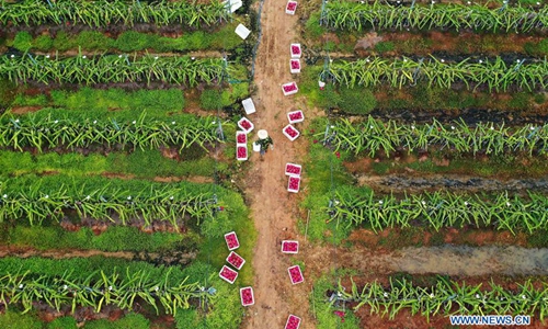 Hainan develops tropical agricultural industry to boost income of local ...
