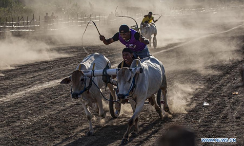 Traditional cow cart race held in Central Sulawesi, Indonesia - Global ...
