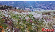 Spring blossom in SW China - Global Times