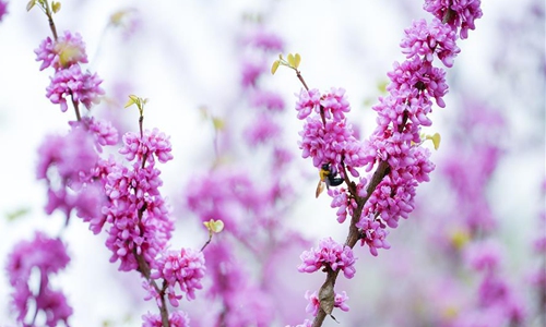 Spring scenery in Chengdu, China's Sichuan - Global Times