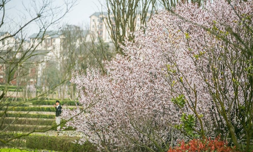Spring scenery across China - Global Times