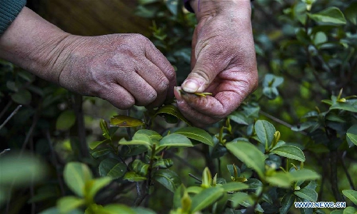 Tea farmers busy picking spring tea leaves in Hubei - Global Times