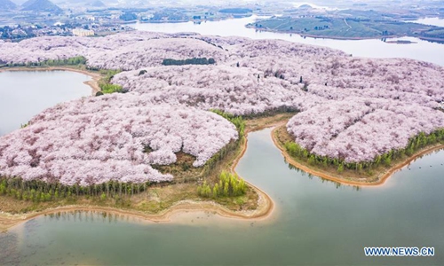 Scenery of cherry blossoms in Guian New District, SW China - Global Times