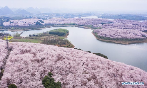 Scenery of cherry blossoms in Guian New District, SW China - Global Times