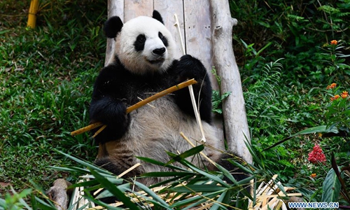 Giant panda "Gong Gong" - Global Times