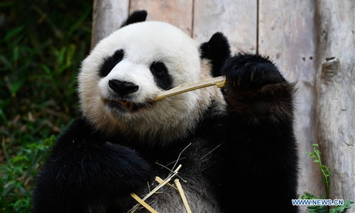 Giant panda "Gong Gong" - Global Times