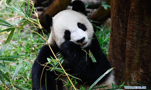 Giant panda "Gong Gong" - Global Times