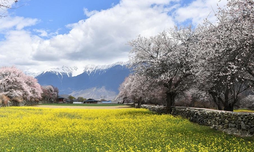 Spring scenery of Tibet - Global Times