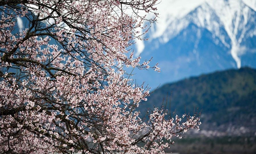 Spring scenery of Tibet - Global Times