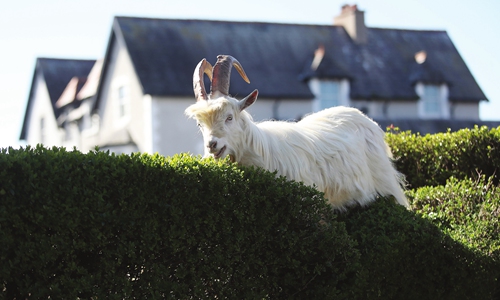 Goats claim the streets in Britain - Global Times