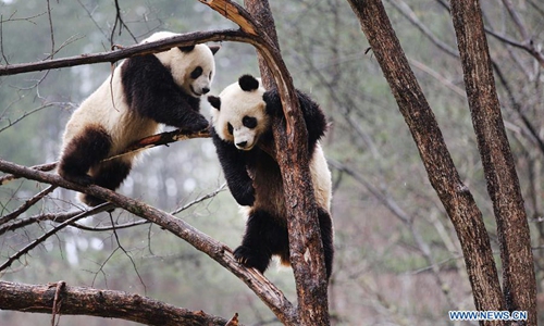 Giant pandas "Lulu" and "Xiaoxin" frolic on tree at Foping Nature ...