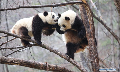 Giant pandas "Lulu" and "Xiaoxin" frolic on tree at Foping Nature ...