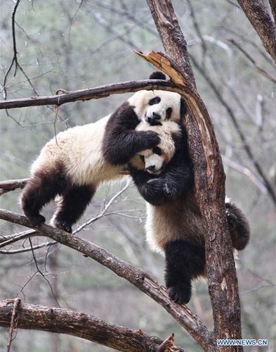 Giant pandas "Lulu" and "Xiaoxin" frolic on tree at Foping Nature ...