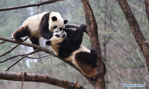 Giant pandas "Lulu" and "Xiaoxin" frolic on tree at Foping Nature ...