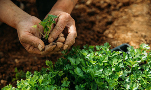 Preparing for spring planting - Global Times