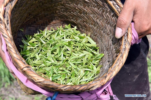 Villagers harvest spring tea at tea garden in Tibet - Global Times